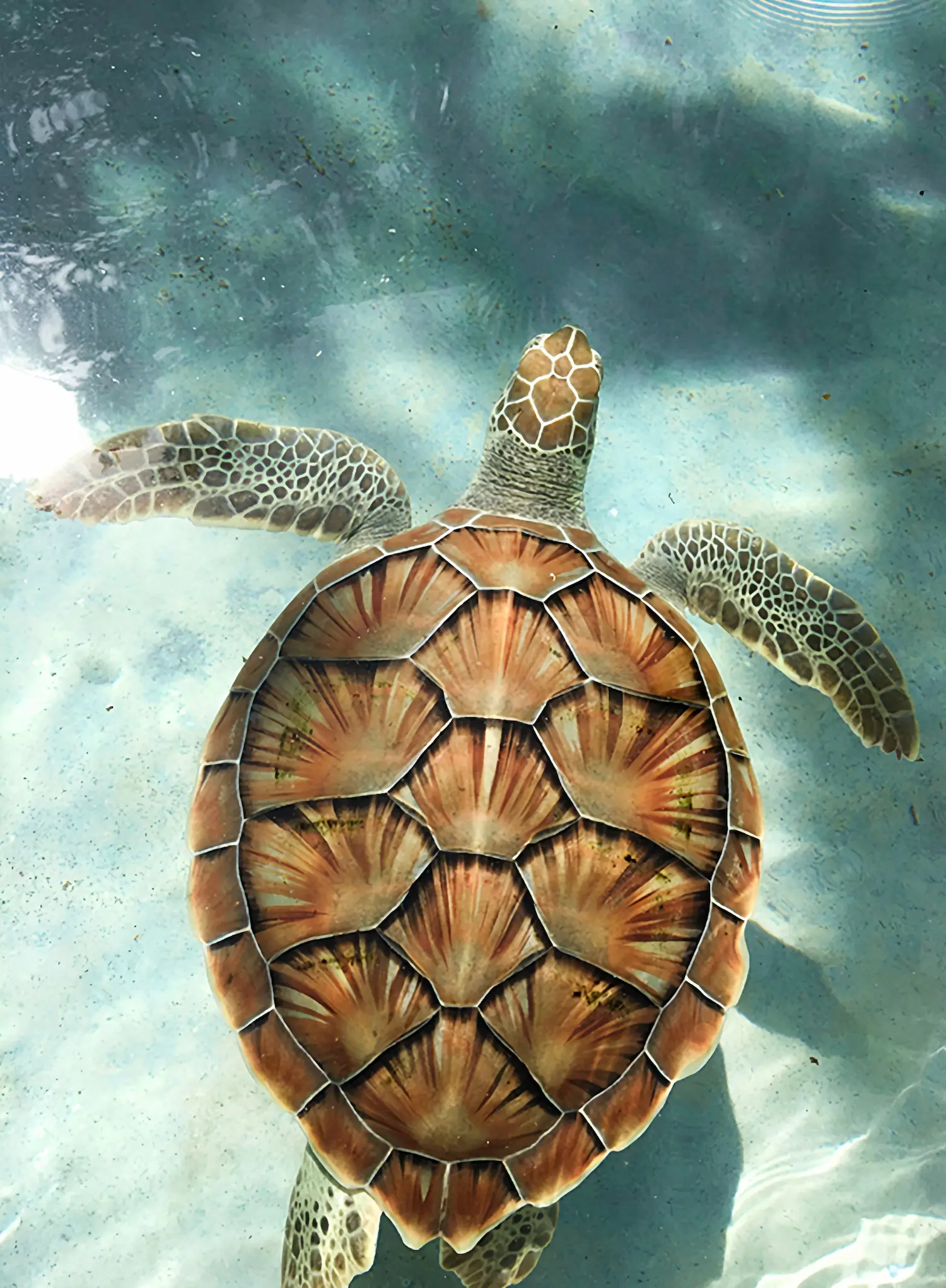 David Kosoy on a Different Kind of Luxury at Montage Cay - Palmer PB