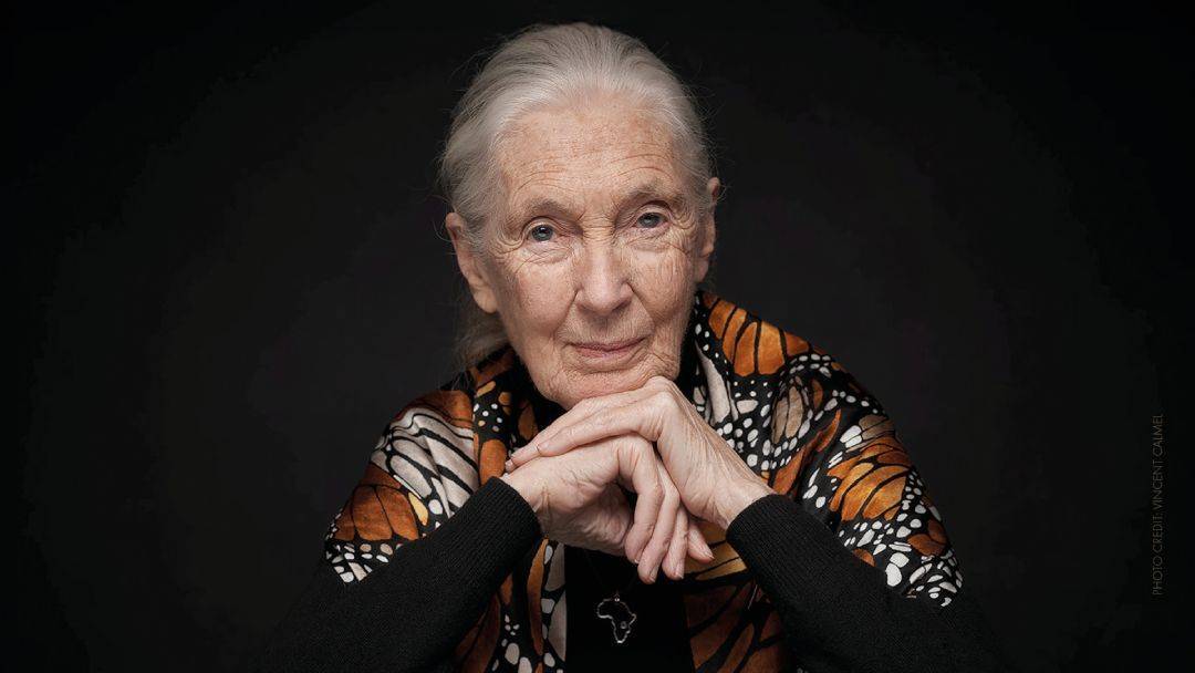 Remembering Dr. Jane Goodall - Palmer PB